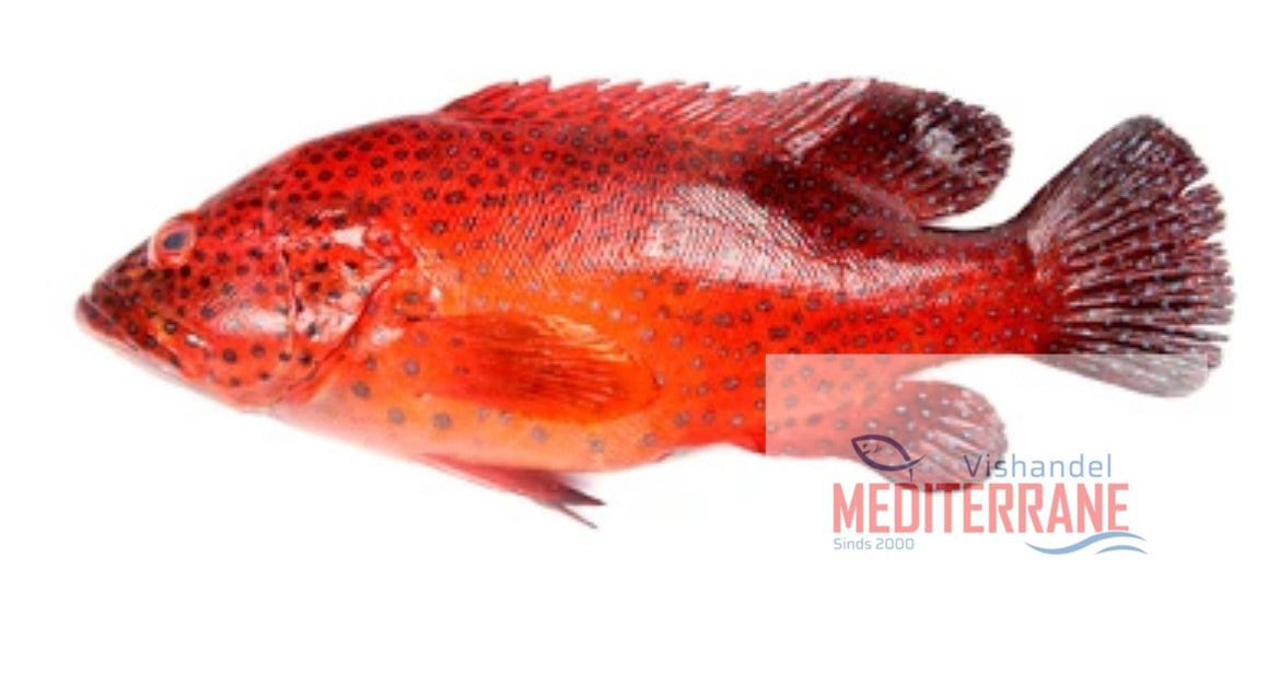 Grouper, Purunchi – vishandelmediterranevof