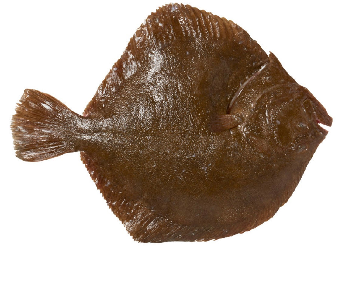 Tarbot, c.a 1 kg – vishandelmediterranevof